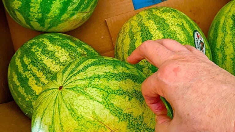 How To Pick A Good Watermelon