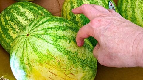 How To Pick A Good Watermelon