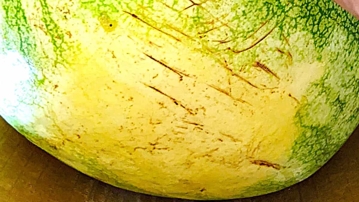 How To Pick A Good Watermelon